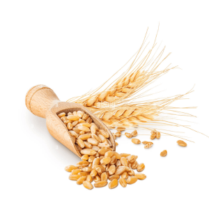 Hathar Gandum Desi (Satluj kay kheeton ke Gandum) 20 Kg