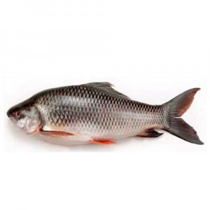 Buy Rahu Fish (Prime Cut) At Best Price - GrocerApp