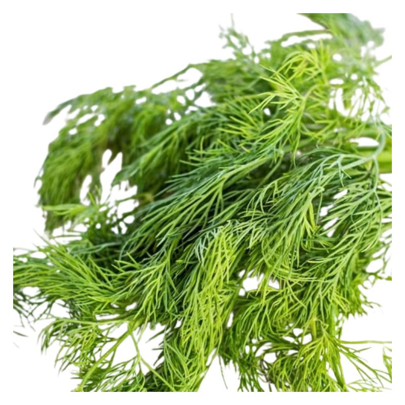 Buy Fennel Frond - Heirloom farms At Best Price - GrocerApp
